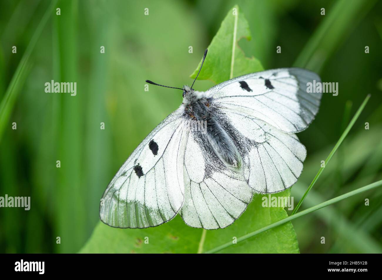 A clouded Apollo butterfly (Parnassius mnemosyne) resting in a meadow ...
