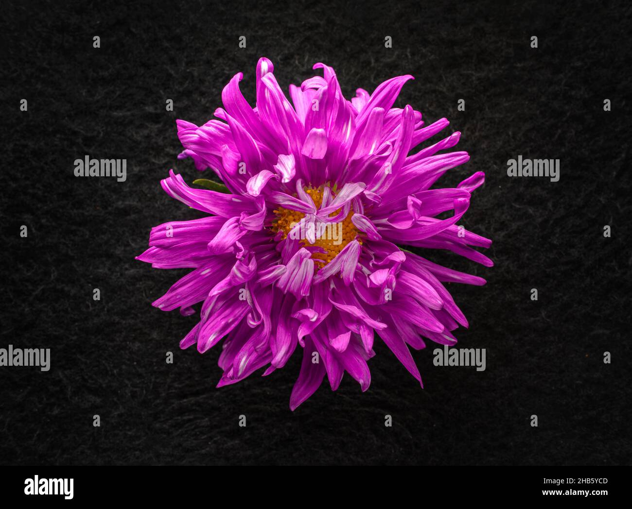 Delicate flower on a black background. Photo from above Stock Photo - Alamy