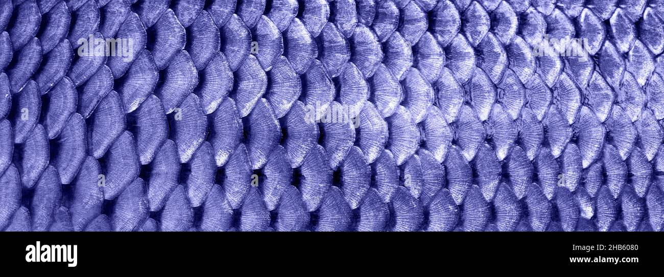 Scales of river fish, macro view. Beautiful texture close-up. Food ...