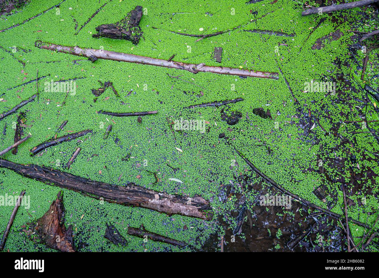 Wooden logs on the surface of wetland Stock Photo - Alamy
