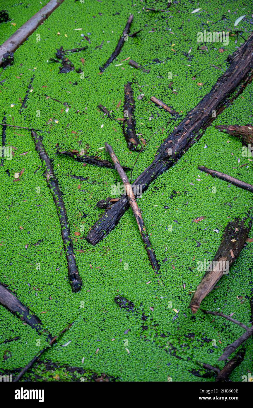 Wooden logs on the surface of wetland Stock Photo - Alamy