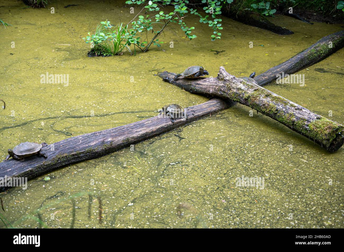 Turtles on mossy logs in a dirty water Stock Photo - Alamy
