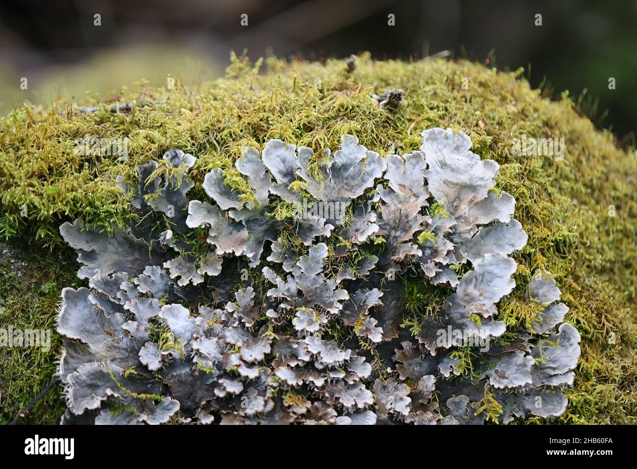 Peltigera canina, commonly known as dog lichen or pelt lichen Stock ...