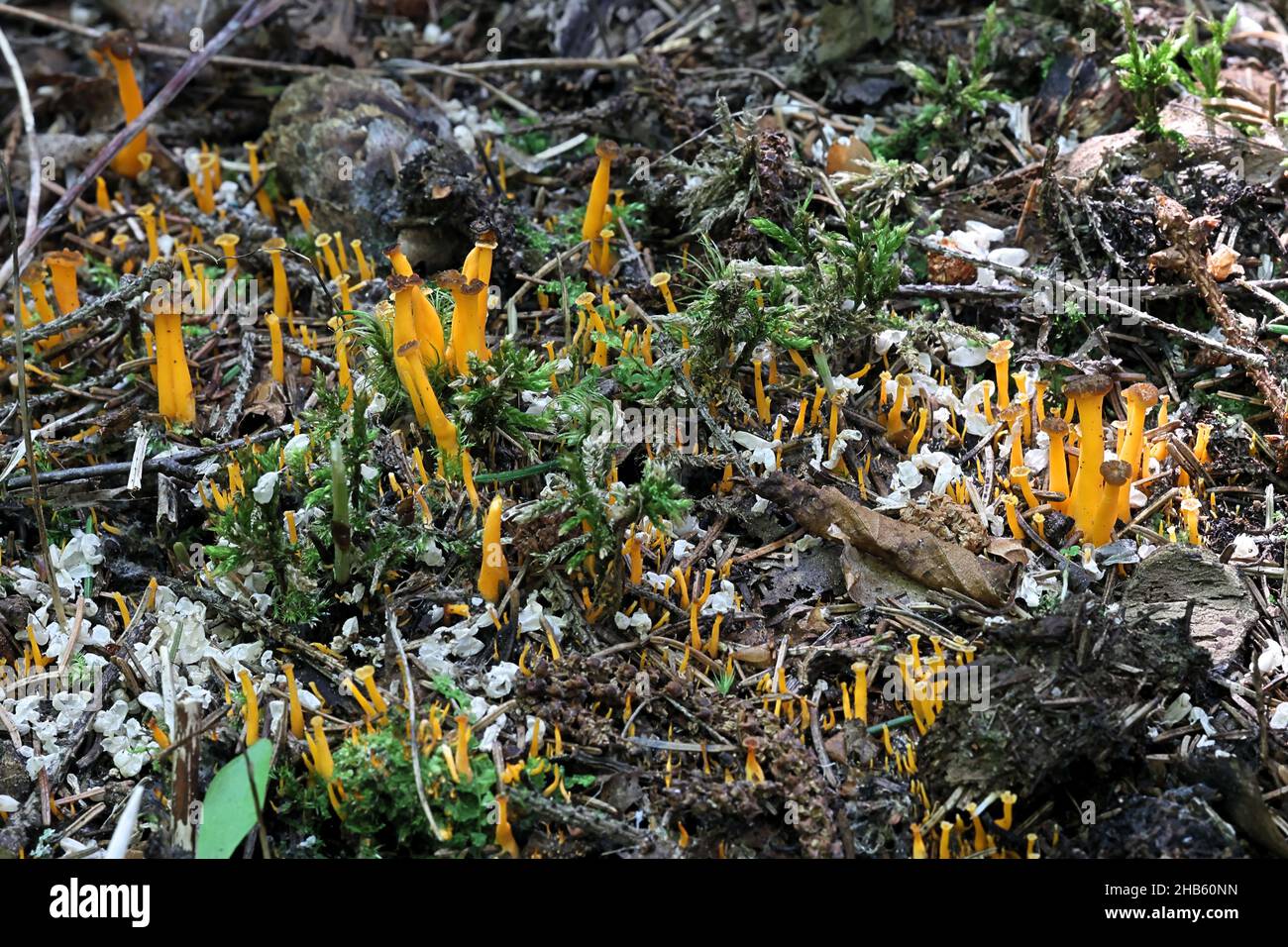 Craterellus lutescens, also known as Cantharellus lutescens, commonly ...