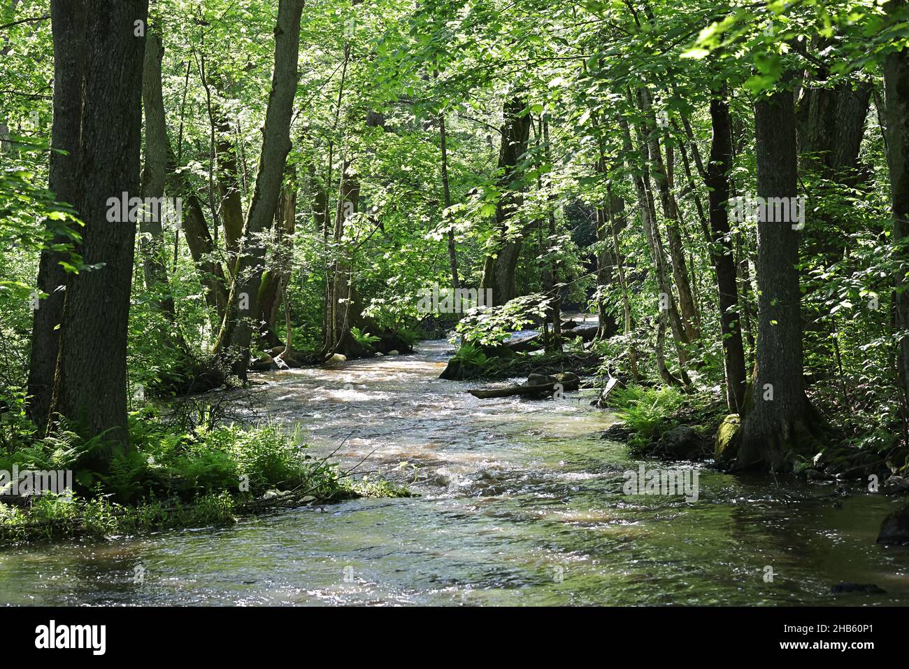 Forest stream, flowing water over rocks and green lush foliage Stock ...