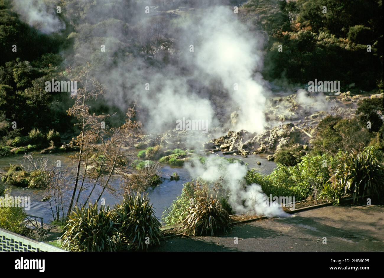 Steam rising from geo-thermal activity hot springs at Te Whakarewarewa ...