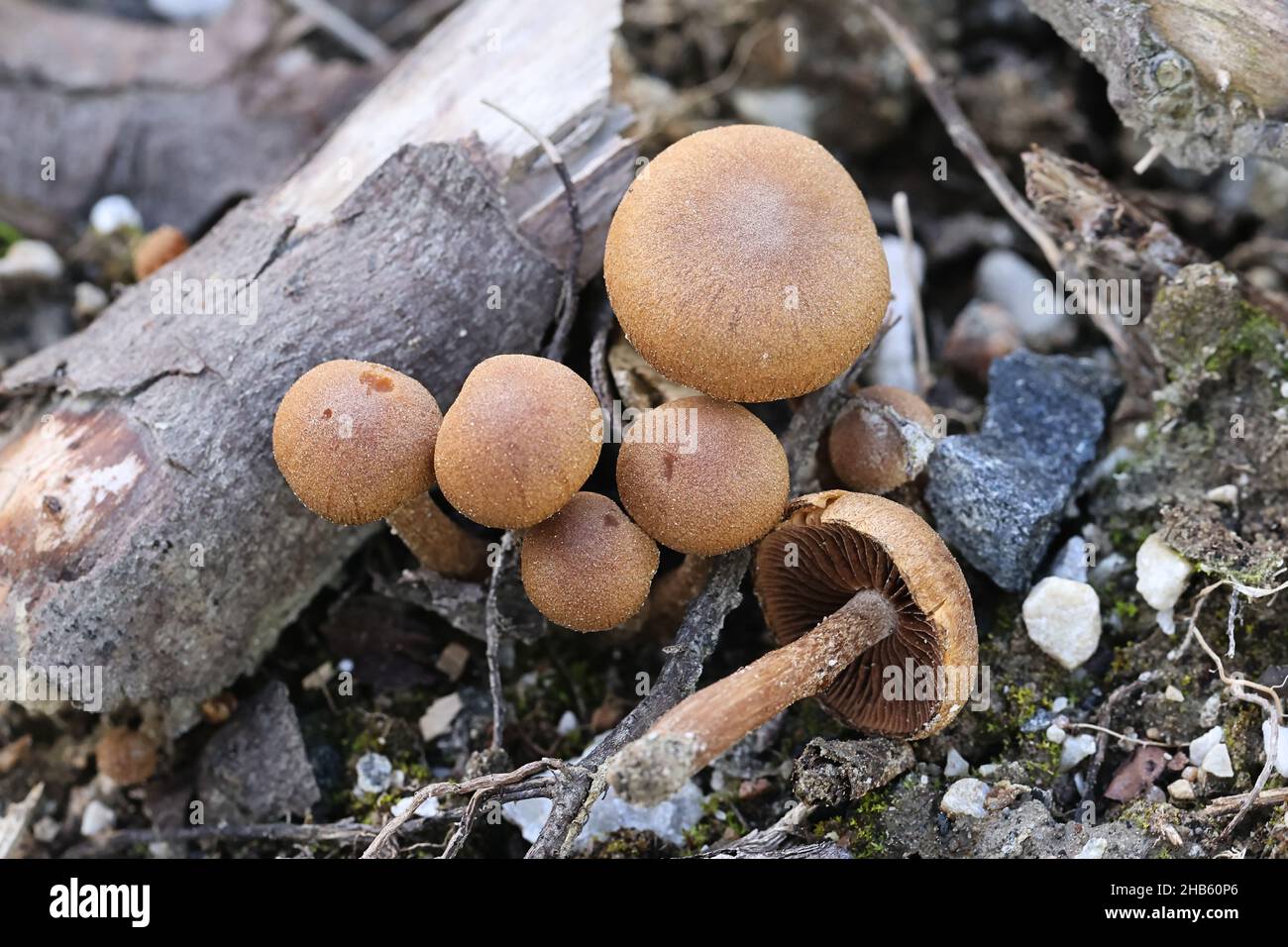Lacrymaria lacrymabunda, the Weeping Widow, wild mushroom from Finland ...