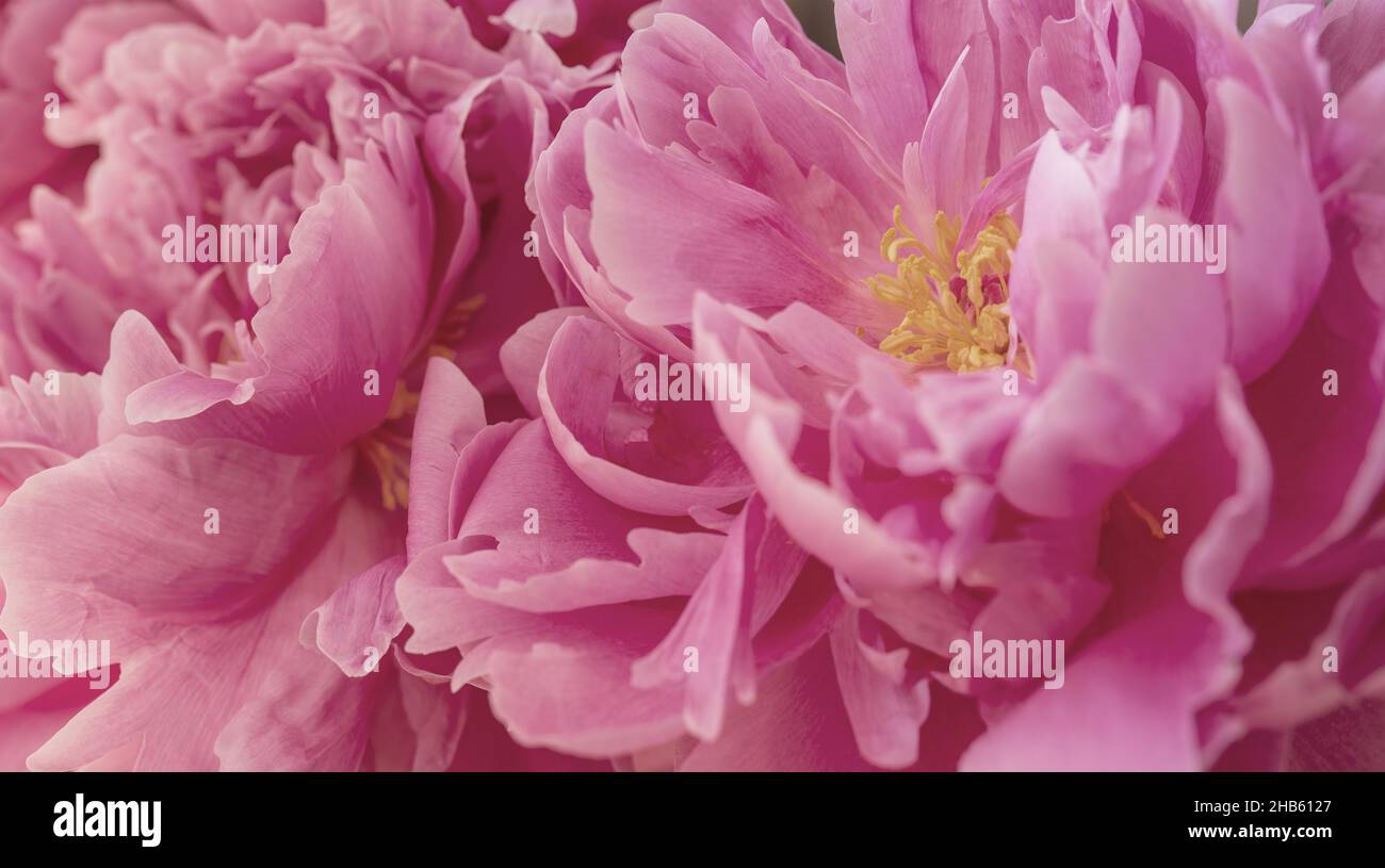 pink peonies in pastel color flowers Stock Photo - Alamy