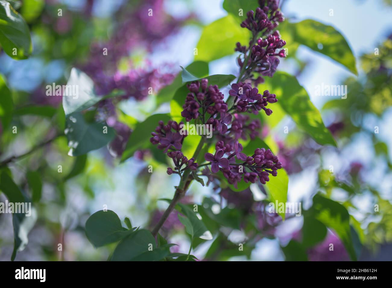 Beautiful spring colour hi-res stock photography and images - Alamy
