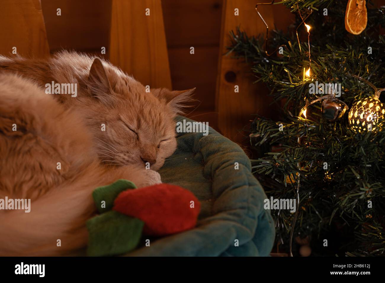 Cat a christmas carol hi-res stock photography and images - Alamy