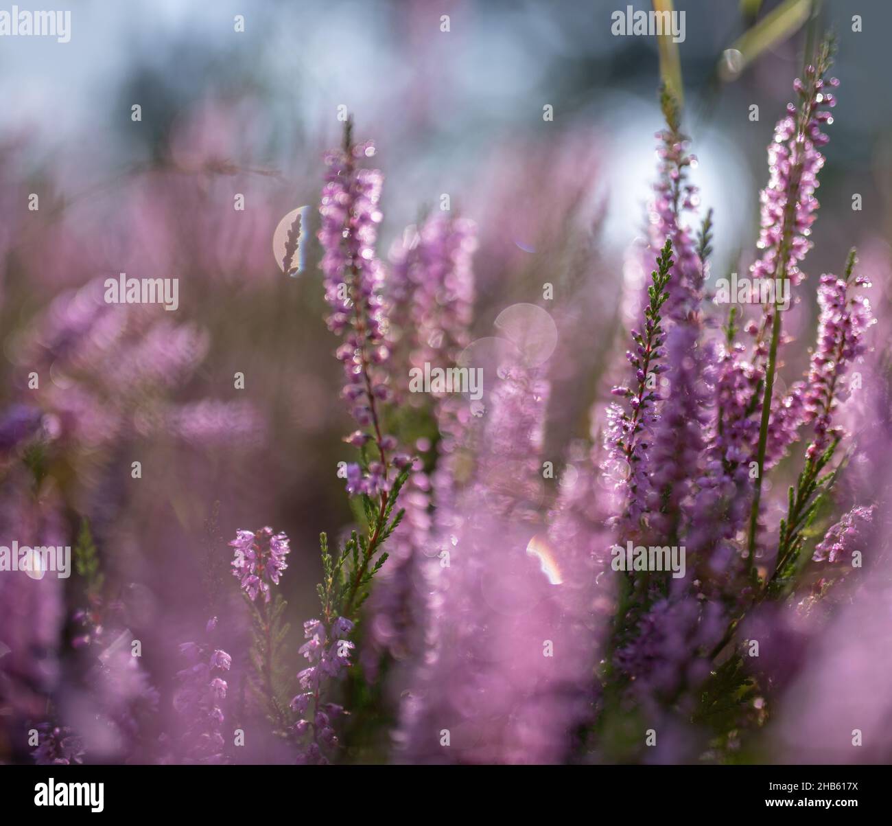 Heather family hi-res stock photography and images - Alamy