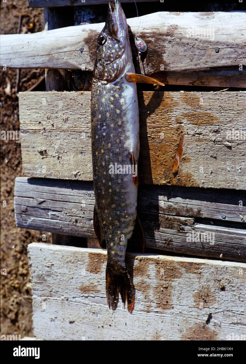 Northern pike fish, Esox lucius, Finland 1973 Stock Photo - Alamy