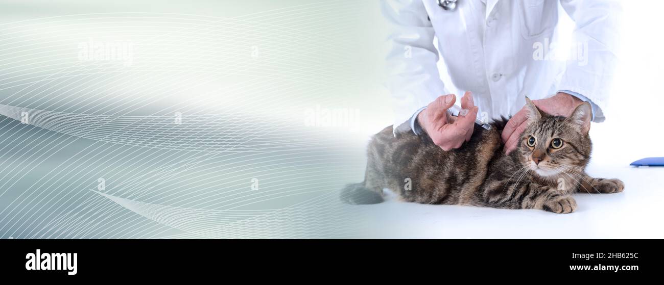 Veterinarian giving an injection to a cat; panoramic banner Stock Photo ...