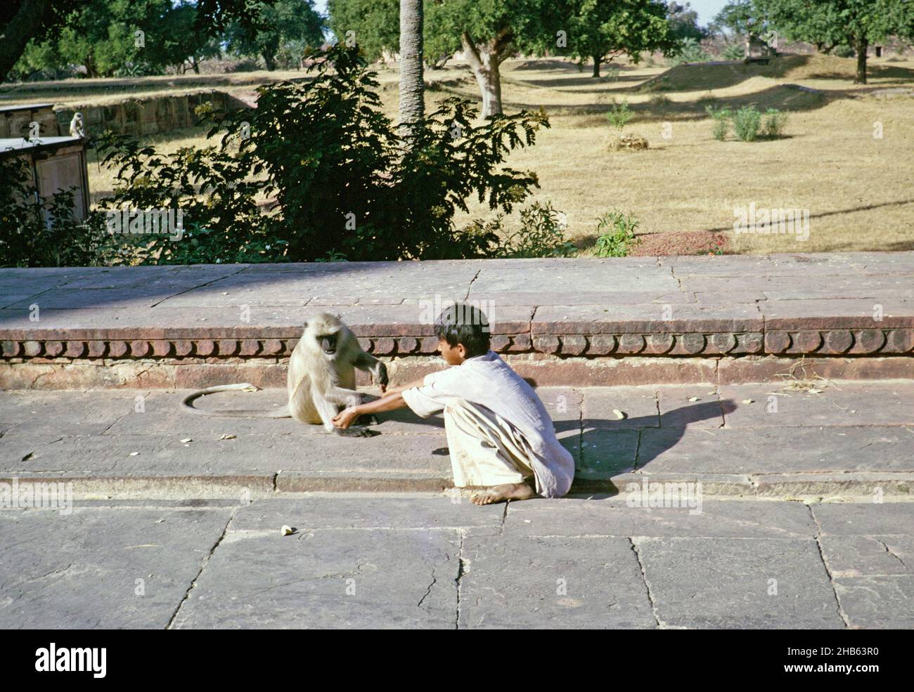 Young boy crouching sitting with monkey ape, Uttar Pradesh, India in ...