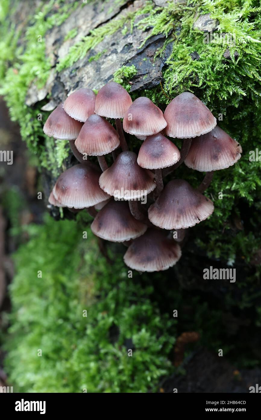 Bleeding bonnet hi-res stock photography and images - Alamy