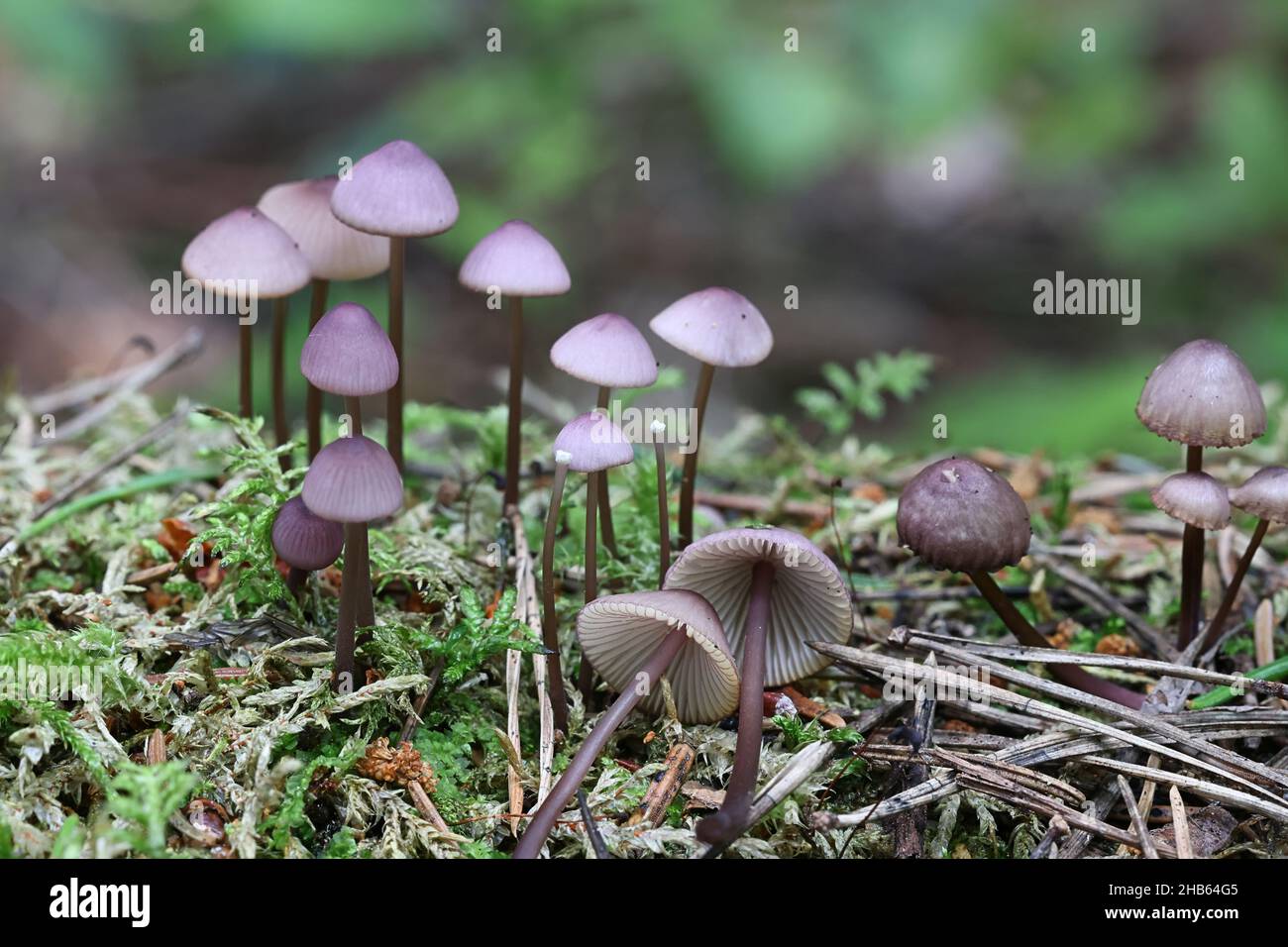 Mycena purpureofusca, commonly known as the purple edge bonnet, wild ...