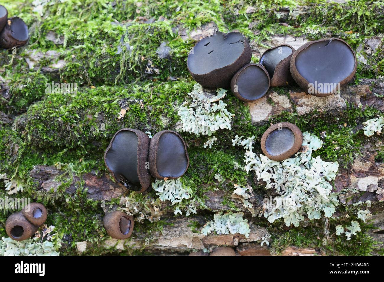 Bulgaria inquinans, known as black bulgar or Black Jelly Drops, wild ...
