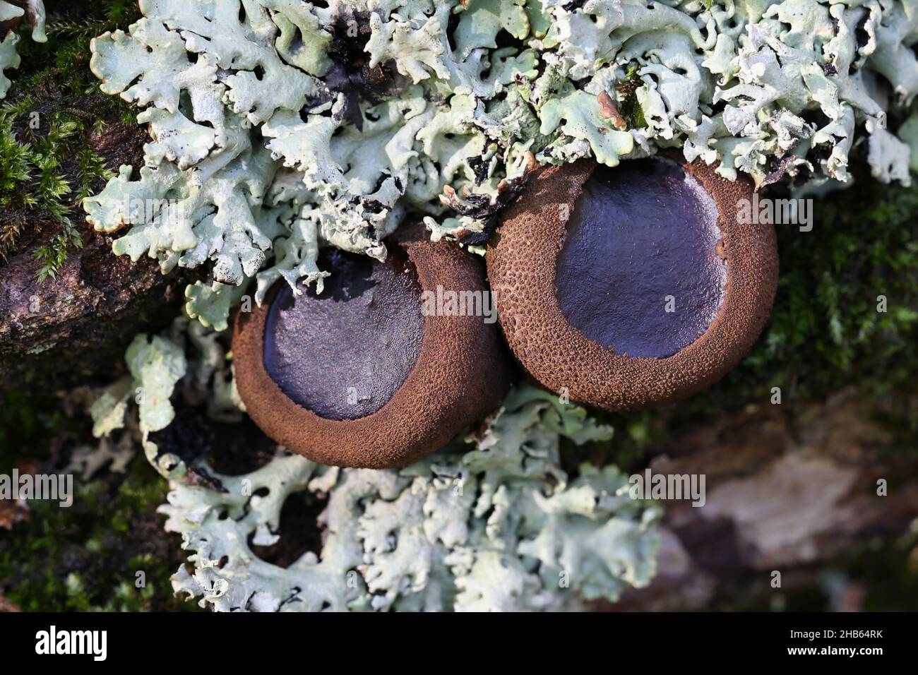 Bulgaria inquinans, known as black bulgar or Black Jelly Drops, wild ...