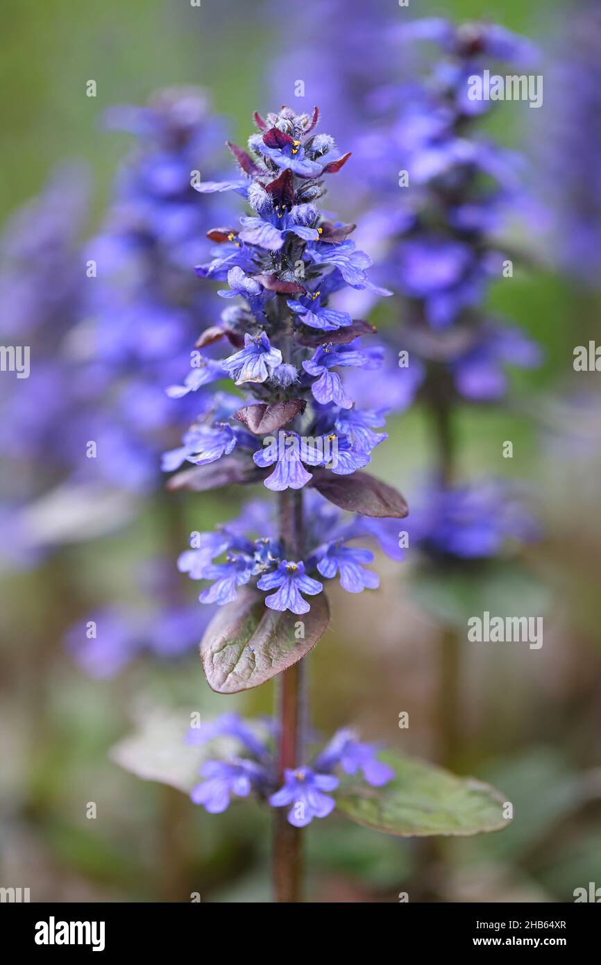 Ajuga reptans, commonly known as blue bugle, bugleherb, creeping ...