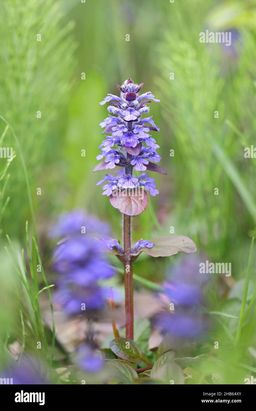 Ajuga reptans, commonly known as blue bugle, bugleherb, creeping ...
