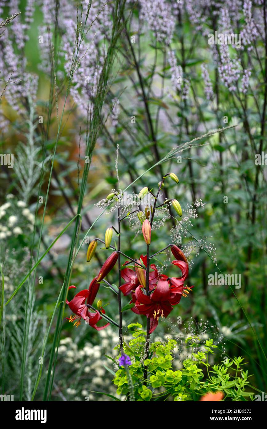 lilium red velvet,lilium red flavour,asiatic hybrid,red tiger lily,red ...