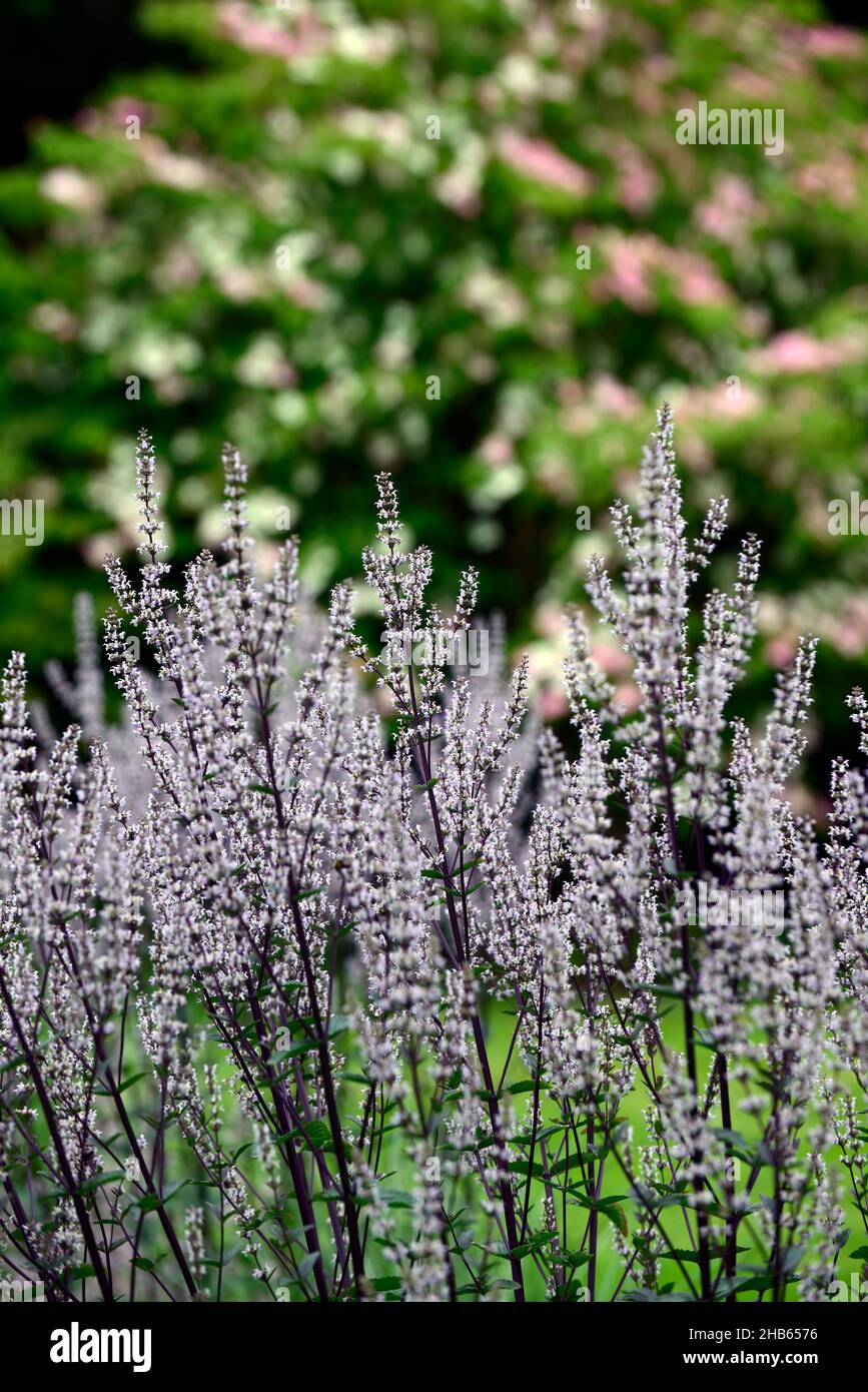 Nepeta nuda,catmint,upright form,nepetas,dry garden,gravel garden ...