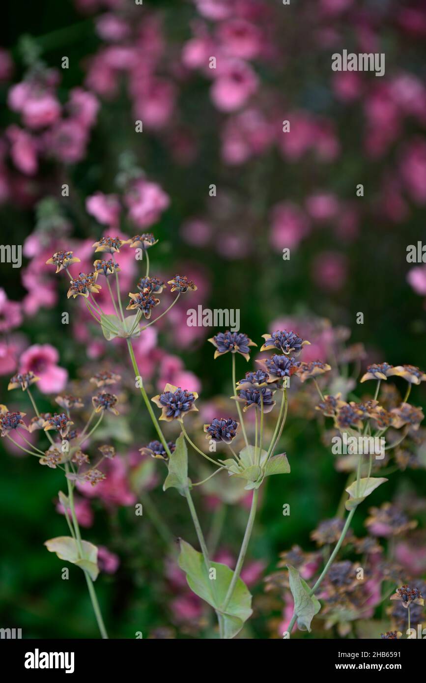Bupleurum longifolium Bronze Beauty,shrubby hare's-ear,umbellifer ...