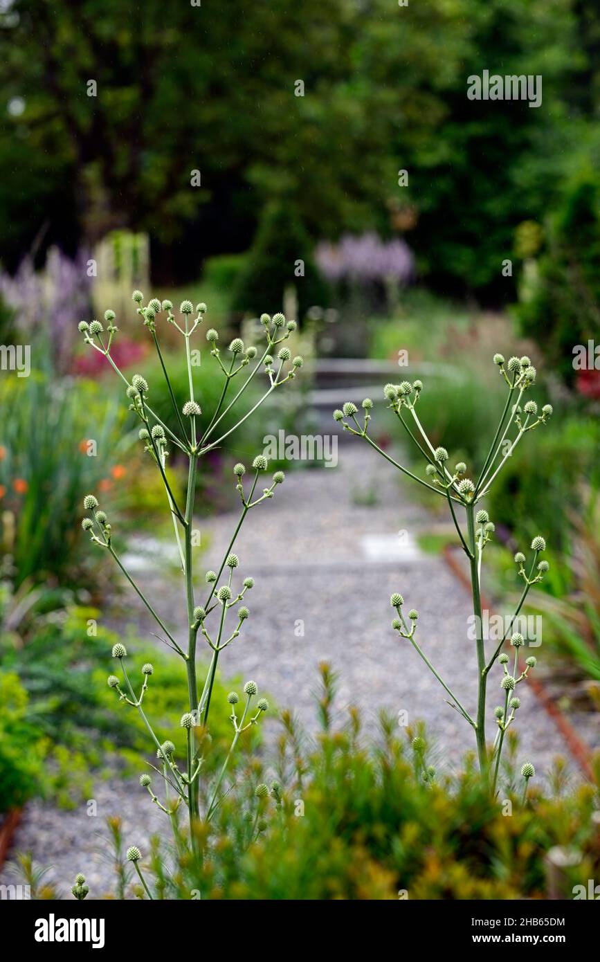 Eryngium pandanifolium Physic Purple,giant sea holly,thistle,thistles ...