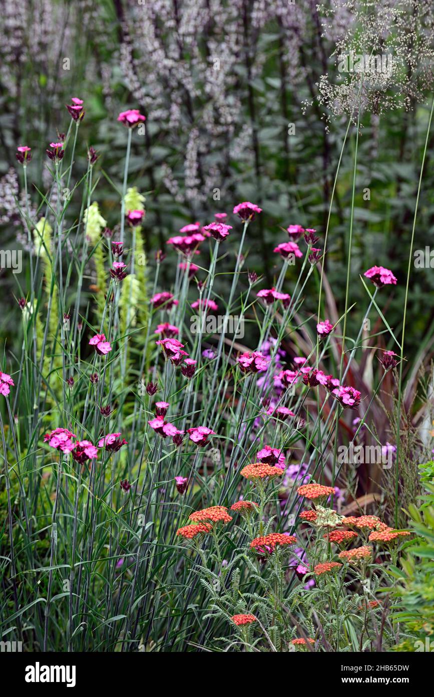 Achillea millefolium orange hi-res stock photography and images - Alamy
