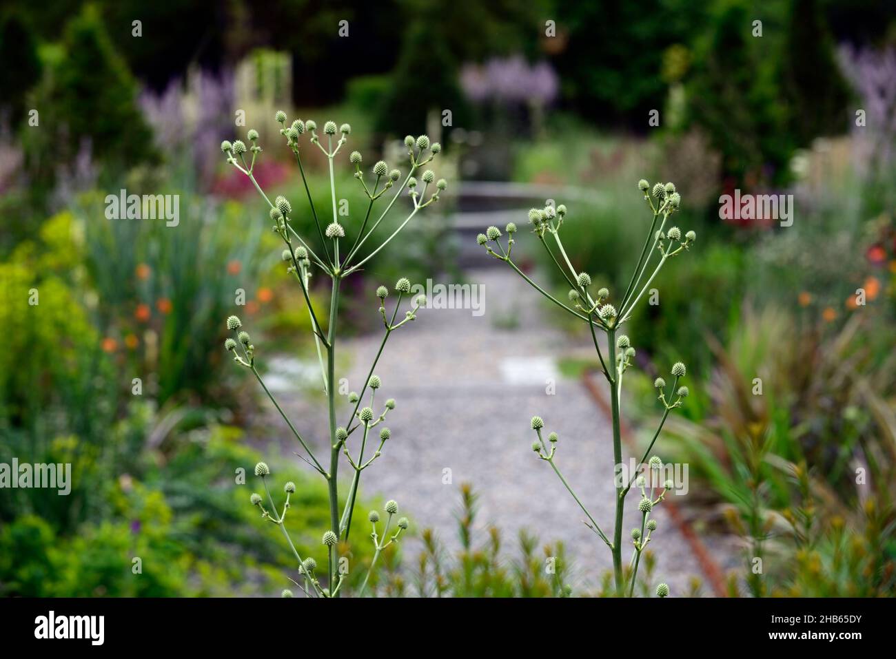 Eryngium pandanifolium physic purple hi-res stock photography and ...