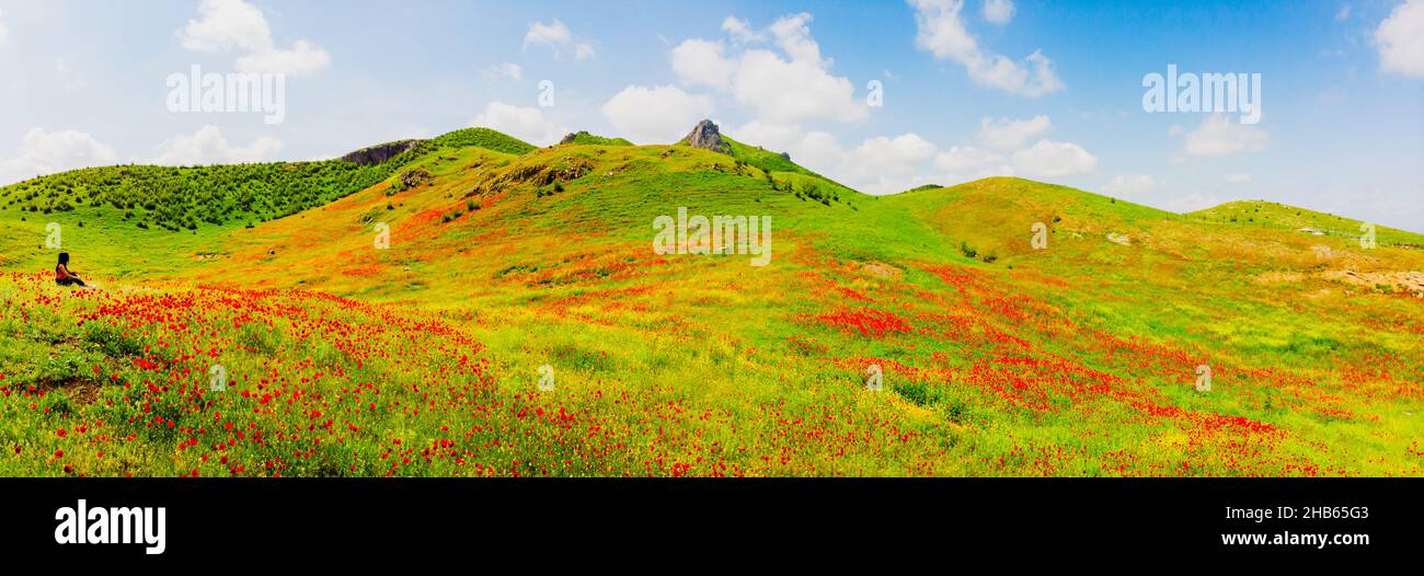 Beautiful summer field with poppy flowers and young caucasian woman sit ...