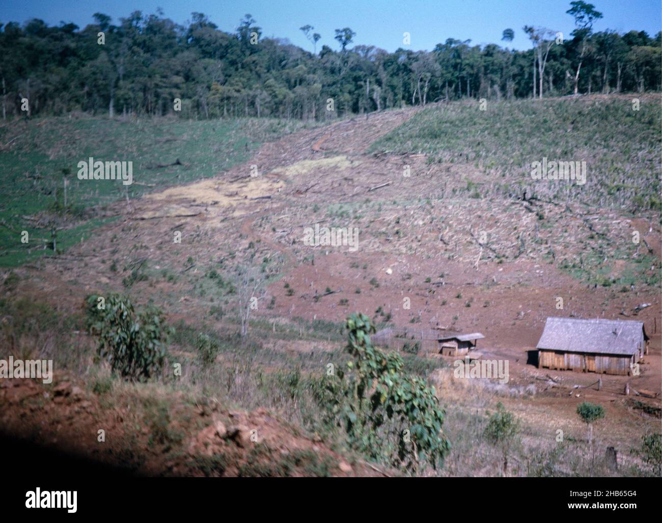 Subsistence agriculture forest clearance deforestation for subsistence ...