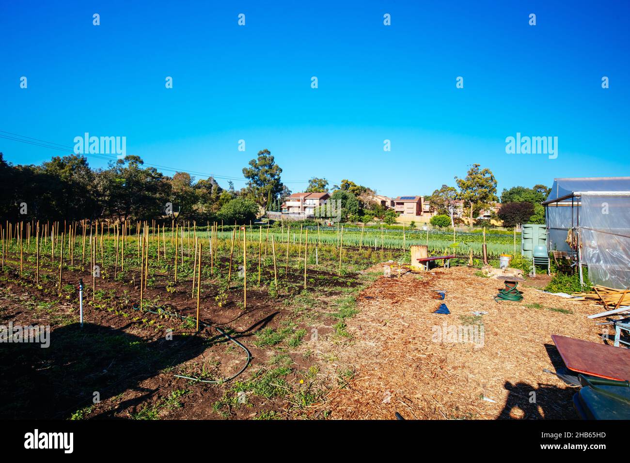 Urban Garden Plot in Australia Stock Photo - Alamy