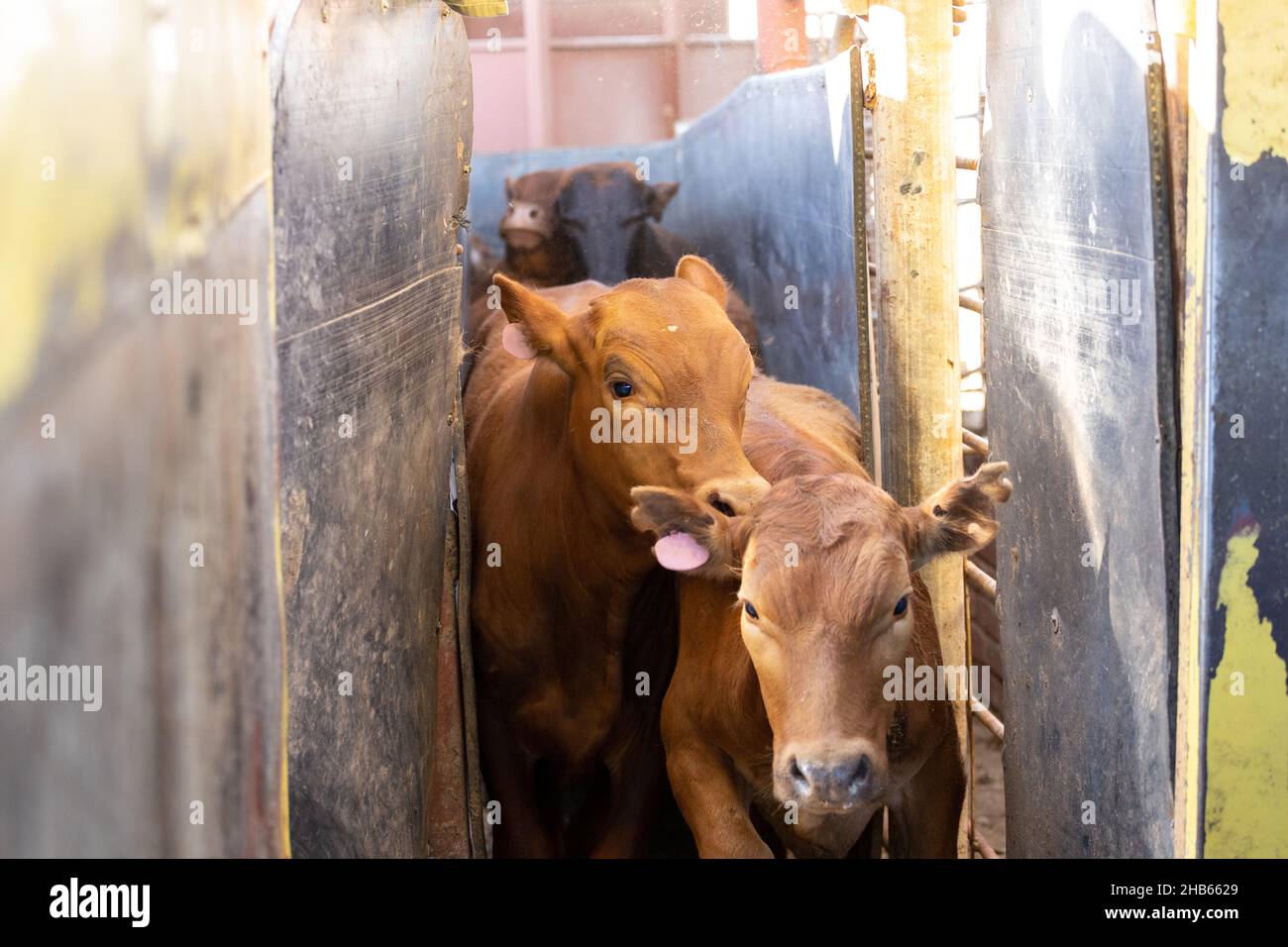 Multiple cows entering a truck via the loading chute Stock Photo - Alamy