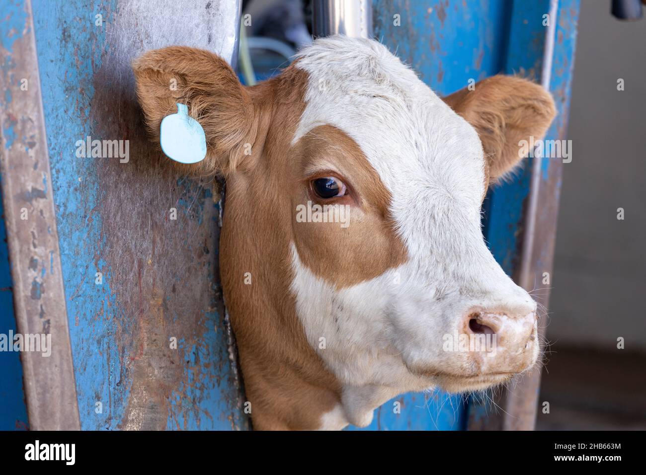 Processing animal hi-res stock photography and images - Alamy