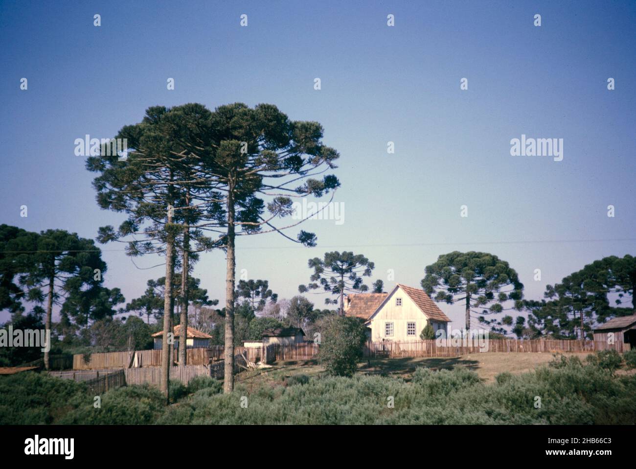 Paraná pine trees, Araucaria angustifolia, growing around farmhouse ...