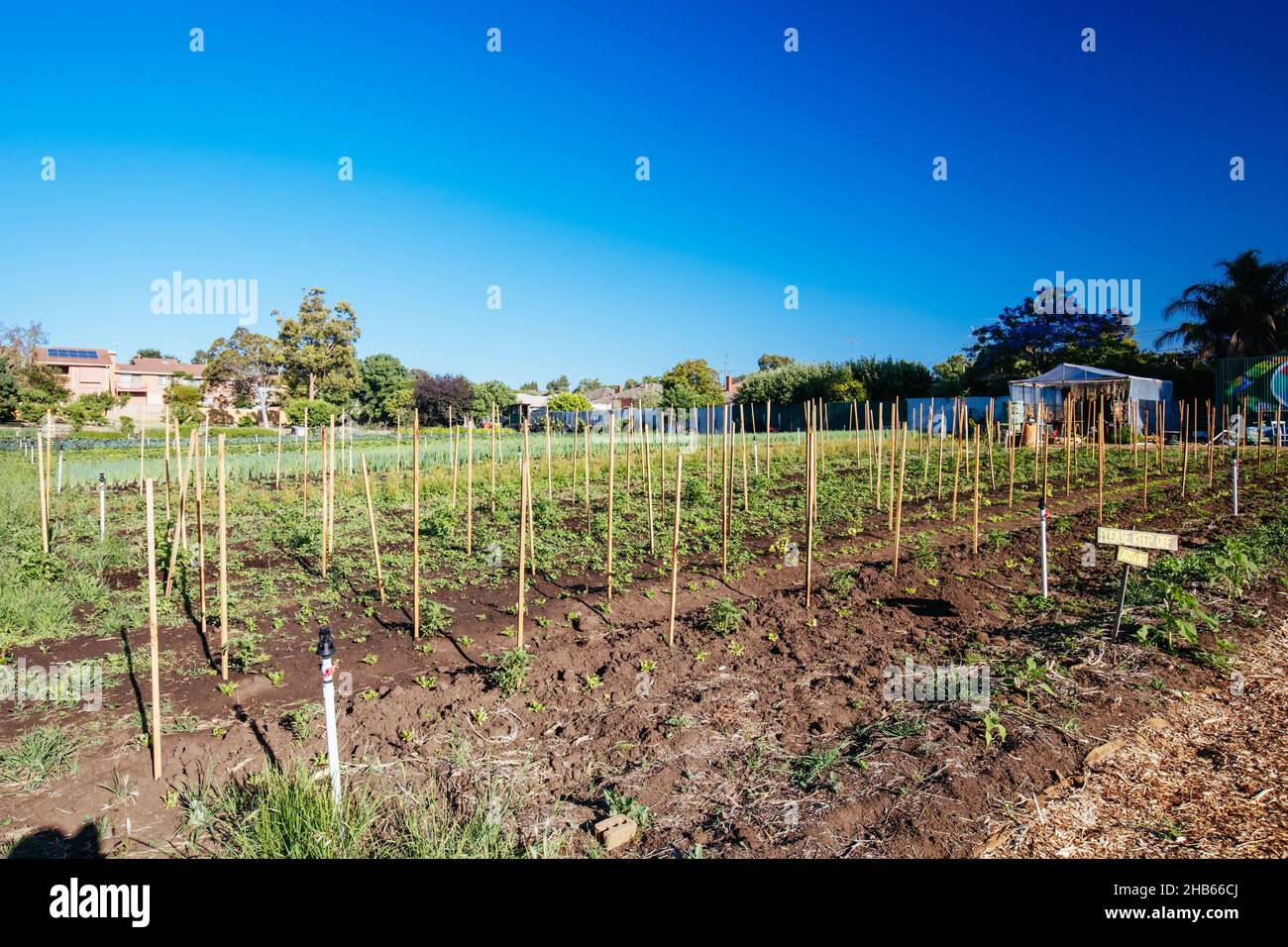 Urban Garden Plot in Australia Stock Photo - Alamy