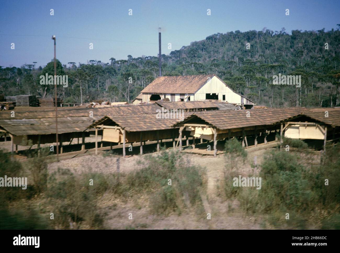Brazilian timber tree hi-res stock photography and images - Alamy