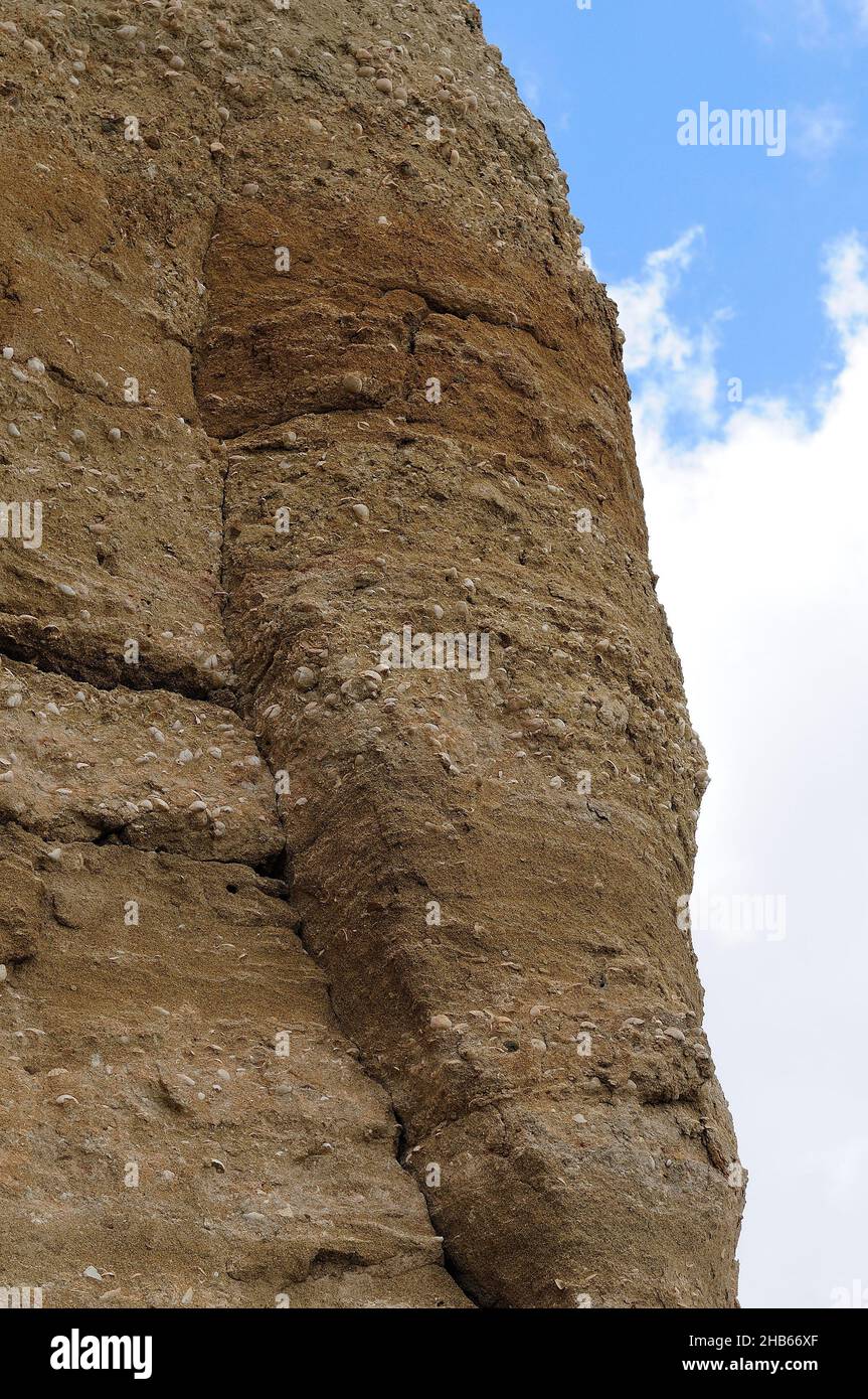 Multiple fossils stuck in the rock Stock Photo - Alamy
