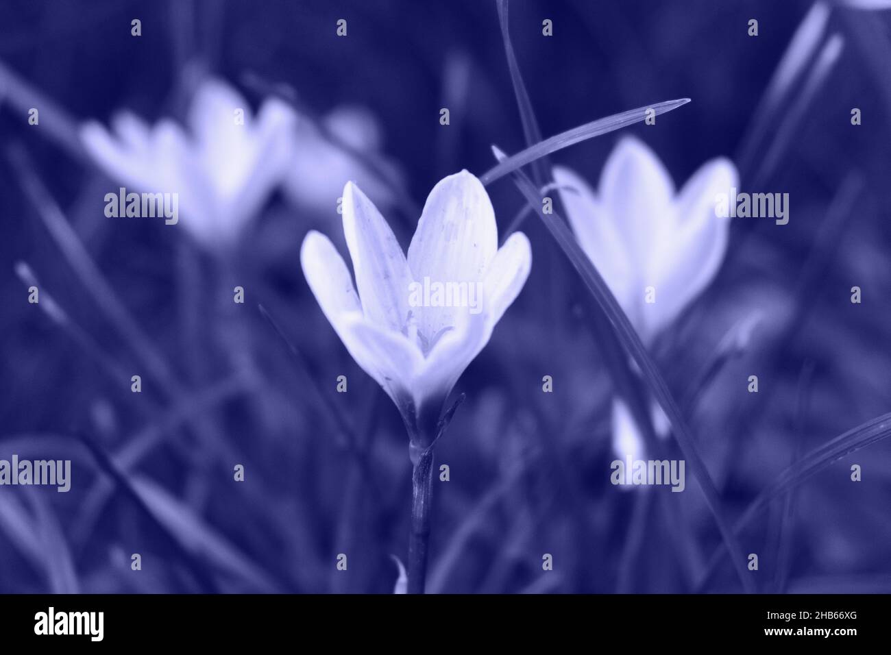 Duotone effect purple for toning photos with flowers. Visualization ...