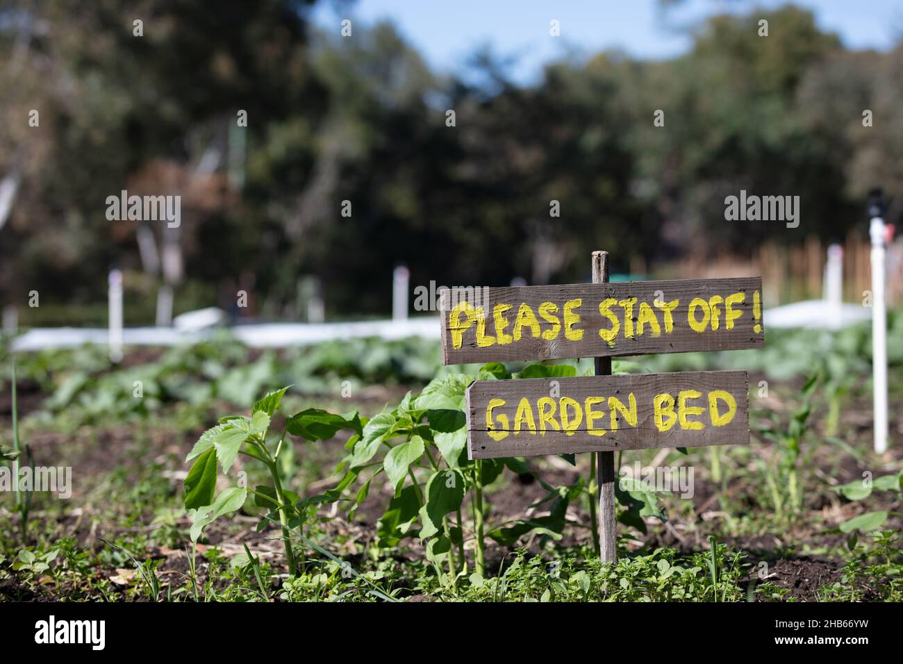 Urban Garden Plot in Australia Stock Photo - Alamy