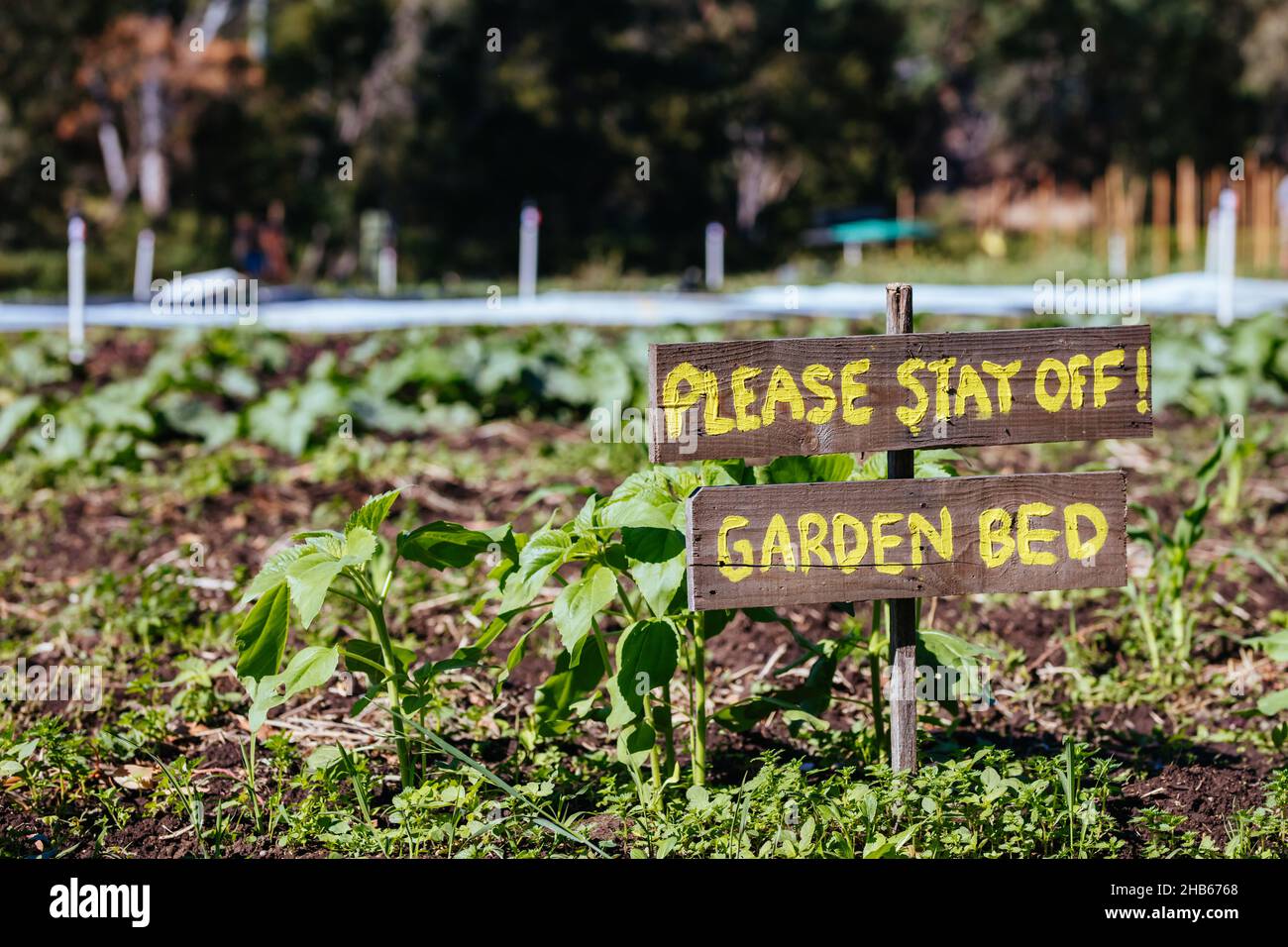 Urban Garden Plot in Australia Stock Photo - Alamy
