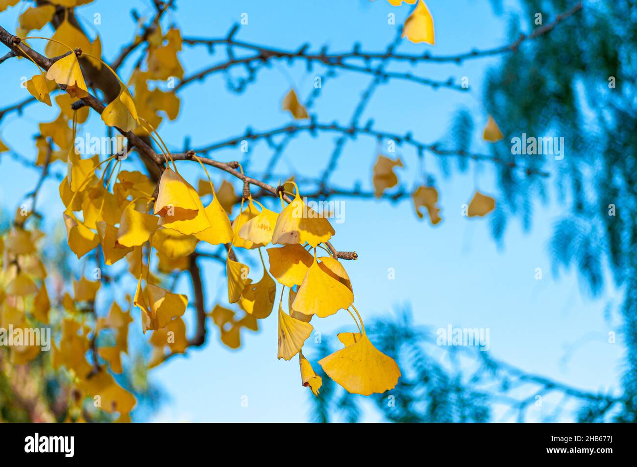 Yelow line hi-res stock photography and images - Alamy