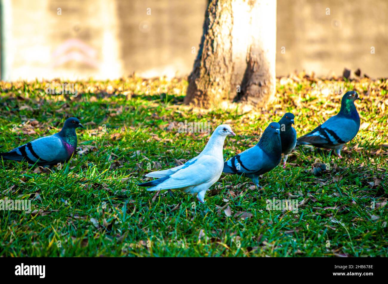 White pidgeon in the street, peace symbol Stock Photo - Alamy