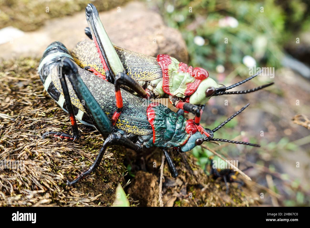 Koppie foam grasshopper (dictyophorus spumans) in South Africa Stock ...