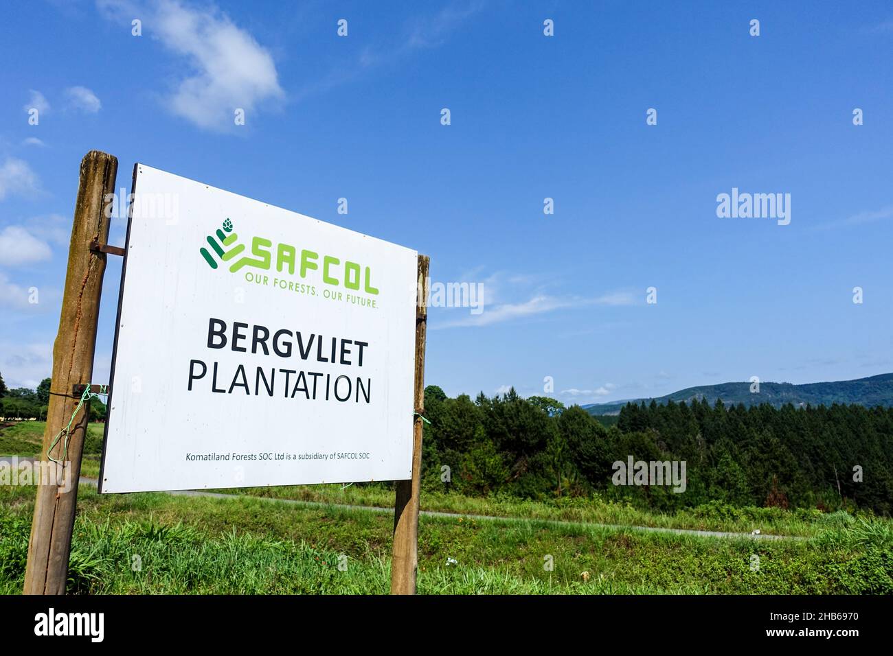 Bergvliet tree plantation in Sabie, Mpumalanga, South Africa Stock ...