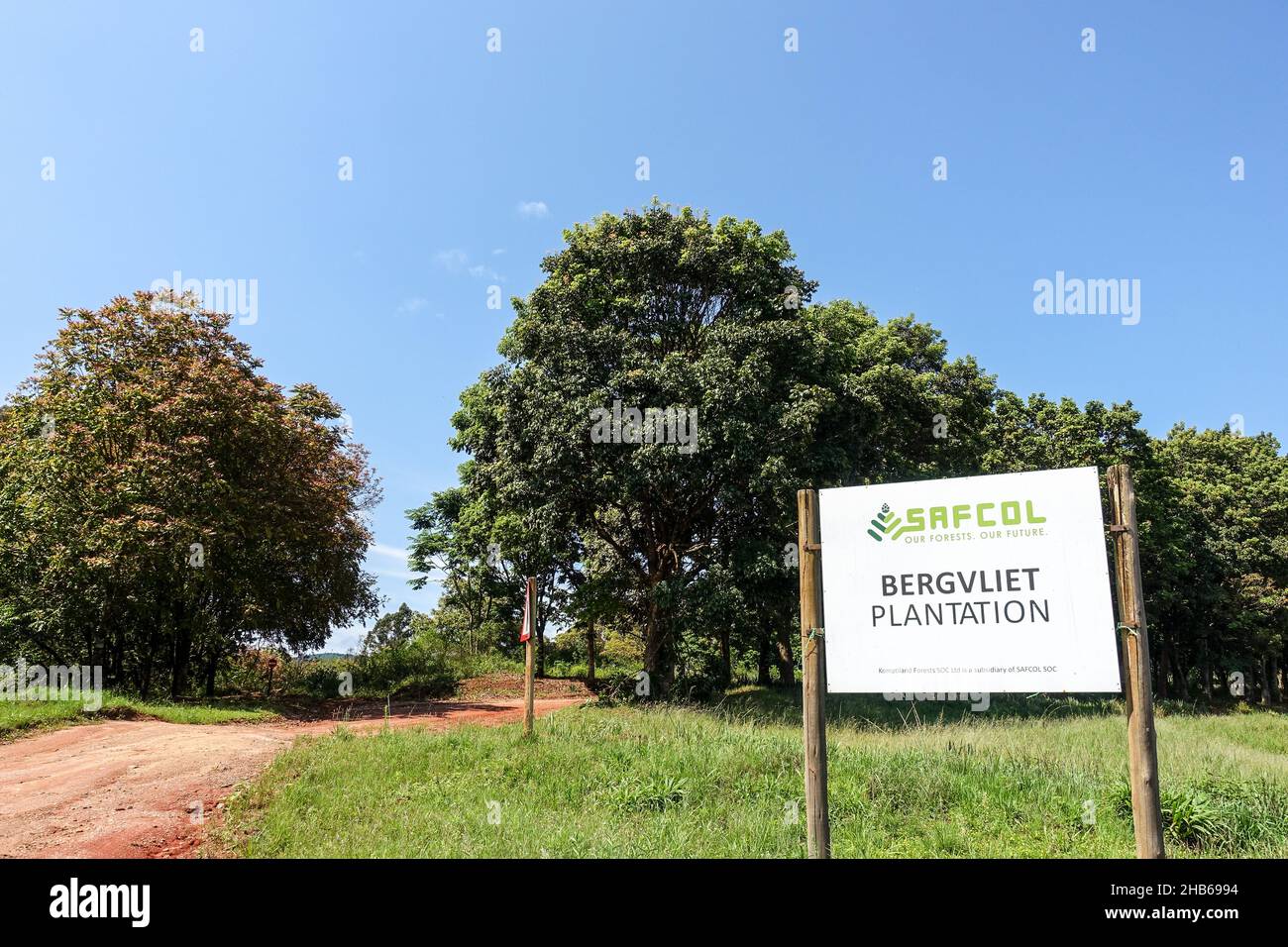 Bergvliet tree plantation in Sabie, Mpumalanga, South Africa Stock ...