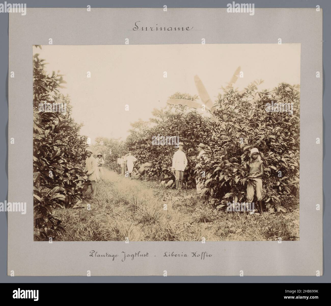 Plantation Jagtlust - Liberia Coffee (title on object), Pickers and ...