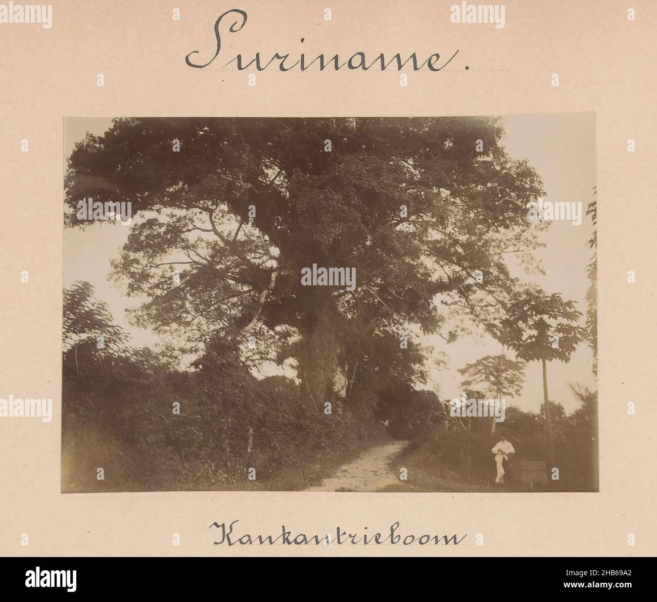 Large kankantrie hi-res stock photography and images - Alamy