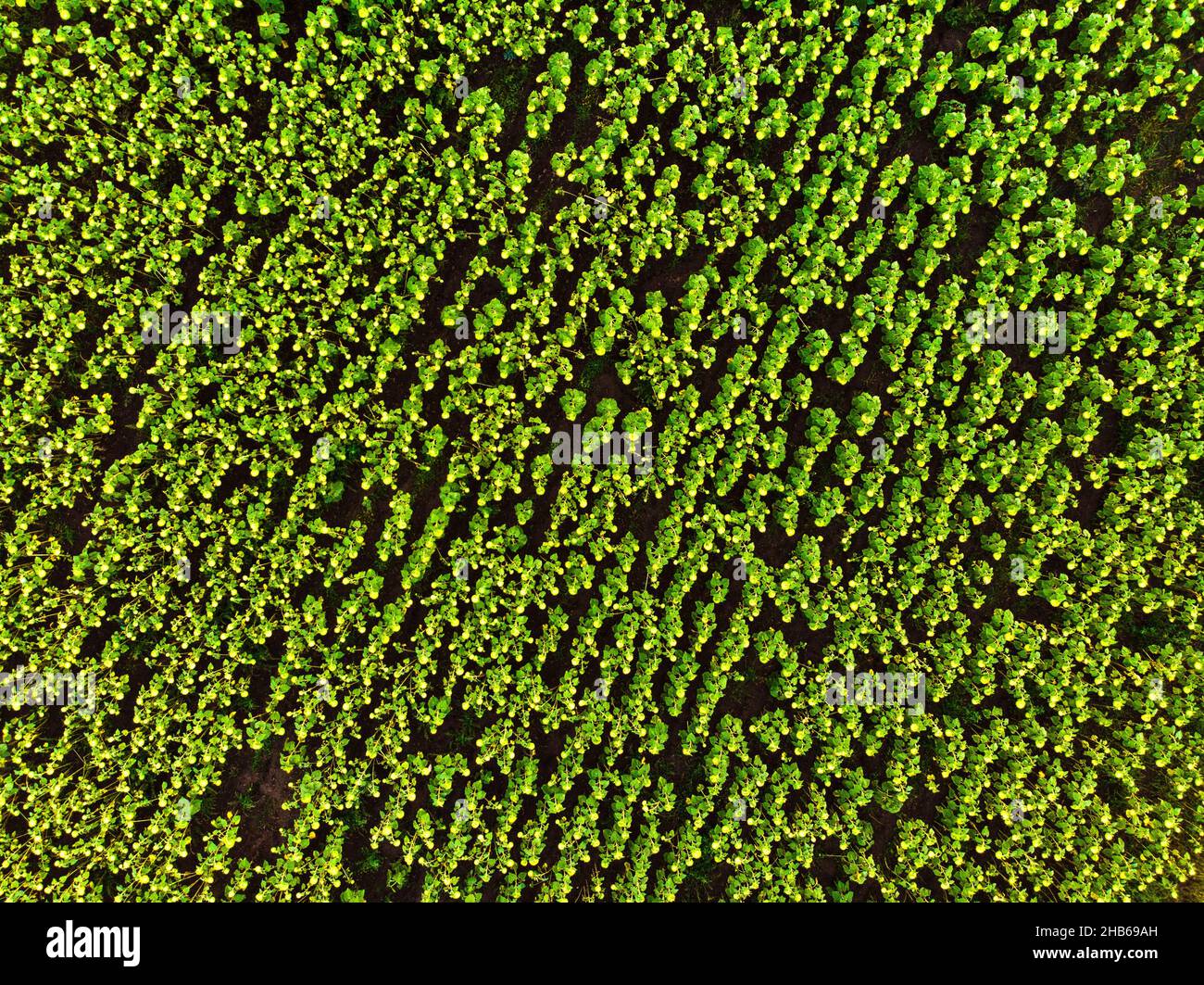 Top view sunflowers hi-res stock photography and images - Alamy